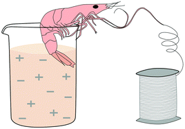 Electrospinning of chitin nanofibers directly from an ionic liquid ...