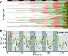 Cell cycle synchronization by nutrient modulation - Integrative Biology ...