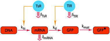 Experiment and mathematical modeling of gene expression dynamics in a ...