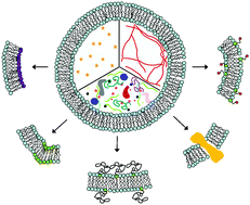 Giant vesicles as cell models - Integrative Biology (RSC Publishing)