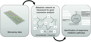 Inference of responsive metabolic pathways from time-series ...