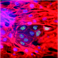 Nanopatterned cardiac cell patches promote stem cell niche formation ...