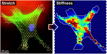 Live-cell subcellular measurement of cell stiffness using a ...
