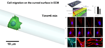 Integrating focal adhesion dynamics, cytoskeleton remodeling, and actin ...