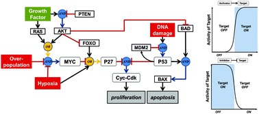 Logic-based models in systems biology: a predictive and parameter-free network analysis method ...