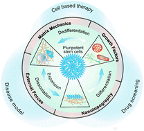 Mechanobiology: a new frontier for human pluripotent stem cells ...