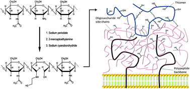 Immobilization of 2-mercaptoethylamine on oxidized chitosan: a ...