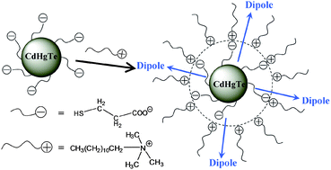 Achieving high open-circuit voltage in the PPV-CdHgTe bilayer ...