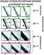 UV-initiated self-healing of oxolane–chitosan–polyurethane (OXO–CHI–PUR ...