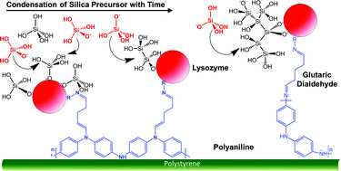 Fabrication, characterisation and performance of hydrophilic and super ...
