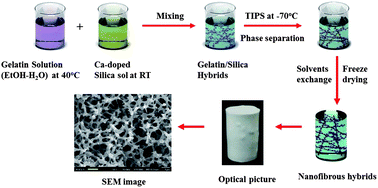 Nanofibrous gelatin–silica hybrid scaffolds mimicking the native ...