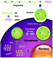 Reduction-sensitive polypeptides incorporated with nuclear localization ...