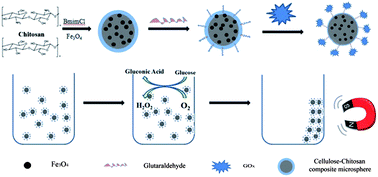 Biocompatible magnetic cellulose–chitosan hybrid gel microspheres ...