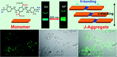Water-miscible organic J-aggregate nanoparticles as efficient two ...