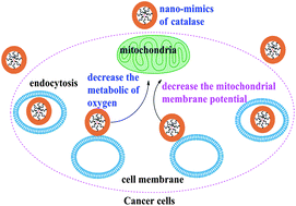 An ionic liquid-modified nano-vehicle to construct nano-models of ...