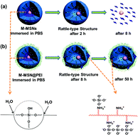 Dissolution from inside: a unique degradation behaviour of core–shell ...
