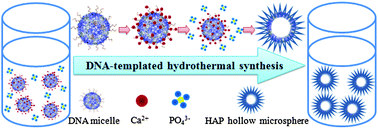 Hydroxyapatite nanosheet-assembled porous hollow microspheres: DNA ...