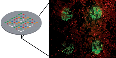 Micro-patterned porous substrates for cell-based assays - Lab on a Chip ...