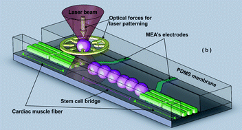 Cardiac Muscle Cell Model Life11e_ch47