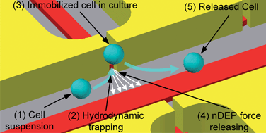 Microfluidic single-cell cultivation chip with controllable ...