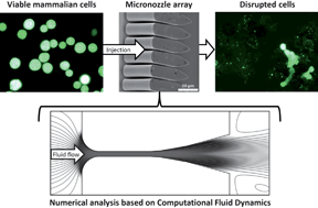Mechanical disruption of mammalian cells in a microfluidic system and ...