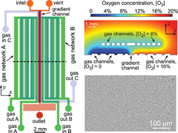 Studies of bacterial aerotaxis in a microfluidic device - Lab on a Chip ...