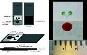 Blood separation on microfluidic paper-based analytical devices - Lab ...