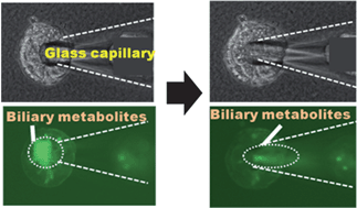 Enhanced bile canaliculi formation enabling direct recovery of biliary ...