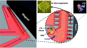 A combined micromagnetic-microfluidic device for rapid capture and culture of rare circulating ...