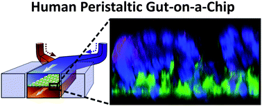 Human gut-on-a-chip inhabited by microbial flora that experiences ...