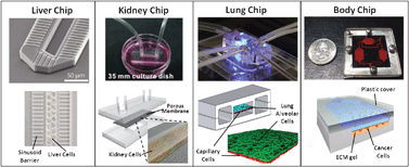 Microengineered physiological biomimicry: Organs-on-Chips - Lab on a ...