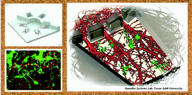 Multi-compartment neuron–glia co-culture platform for localized CNS ...