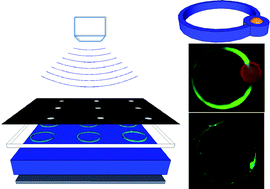 Single neuron capture and axonal development in three-dimensional ...