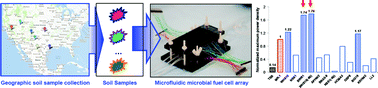 A microfluidic microbial fuel cell array that supports long-term ...
