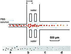 Characterizing osmotic lysis kinetics under microfluidic hydrodynamic ...