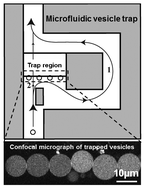 Microfluidic trap-and-release system for lab-on-a-chip-based studies on ...