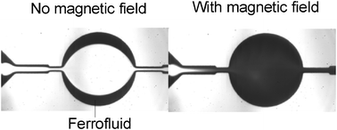 Rapid magnetofluidic mixing in a uniform magnetic field - Lab on a Chip ...