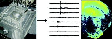 A microfluidic microelectrode array for simultaneous electrophysiology ...
