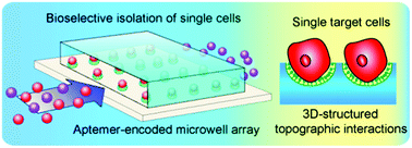 Targeted isolation and analysis of single tumor cells with aptamer-encoded microwell array on ...