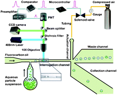 Droplet sorting based on the number of encapsulated particles using a ...