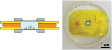 Microfluidic devices for X-ray studies on hydrated cells - Lab on a ...