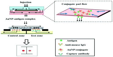 Vertical flow immunoassay (VFA) biosensor for a rapid one-step ...