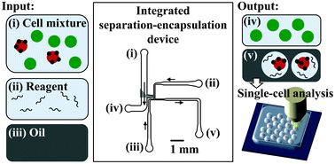 On-chip magnetic separation and encapsulation of cells in droplets ...