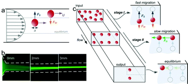 Fundamentals of inertial focusing in microchannels - Lab on a Chip (RSC Publishing)