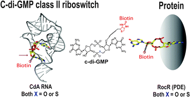 Differential binding of 2′-biotinylated analogs of c-di-GMP with c-di ...