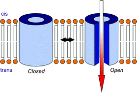 Protein conducting channels—mechanisms, structures and applications ...