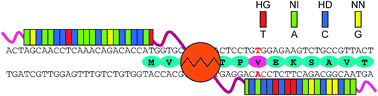 Optimized TAL effector nucleases (TALENs) for use in treatment of ...