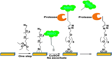A fluorescent amino acid probe to monitor efficiency of peptide ...