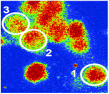 Insertion of T4-lysozyme (T4L) can be a useful tool for studying ...