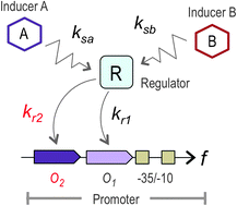 Broadening the signal specificity of prokaryotic promoters by modifying ...